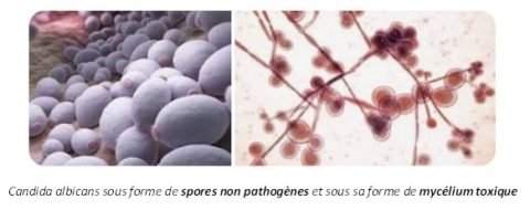 La candidose - COCONATURO Prise en charge et traitements naturels